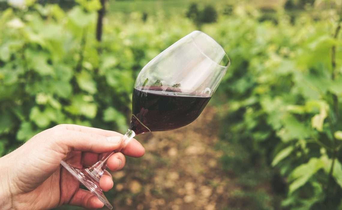 Red Wine Guide Wineacita Red Wine Guide Wineacita